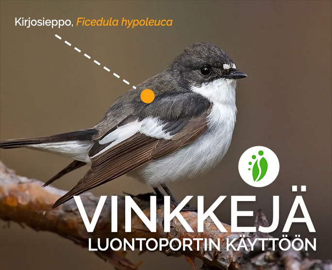 Turpa, Squalius cephalus - Kalat - LuontoPortti